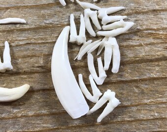 Real Muskrat Teeth Assorted 20 Pieces Stock No 1-103 | Etsy