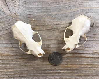 Real animal skull | Etsy