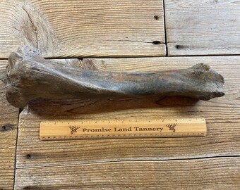 Lot of 4 Fossil Bison Toe Bones Nebraska Lot No. 190714-UU - Etsy