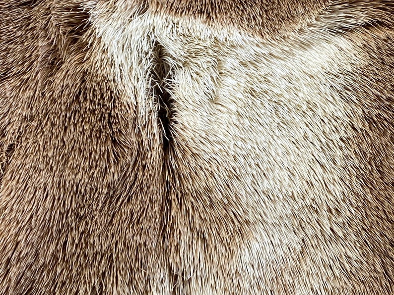 Select Pronghorn Antelope Hide Piece Lot No. 211128-BB - Etsy