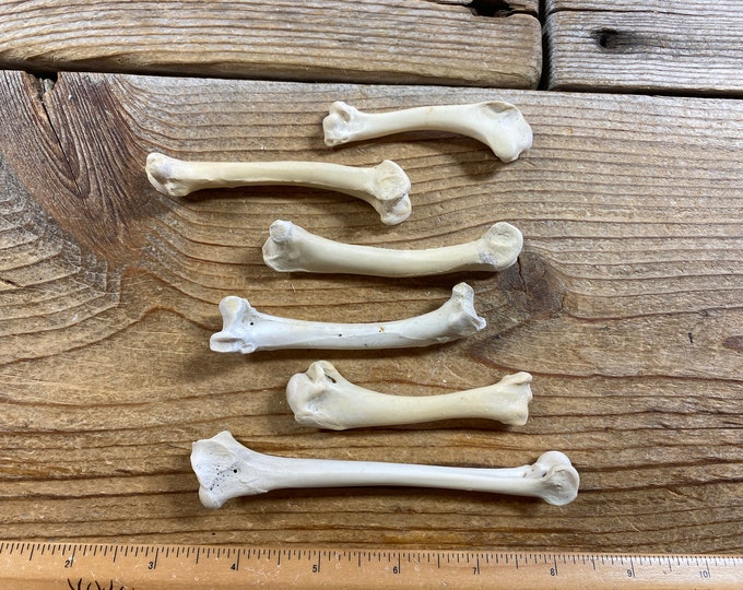 Assorted of Chicken Leg Bones - Real Bones - Lot No. 220513-I - Etsy