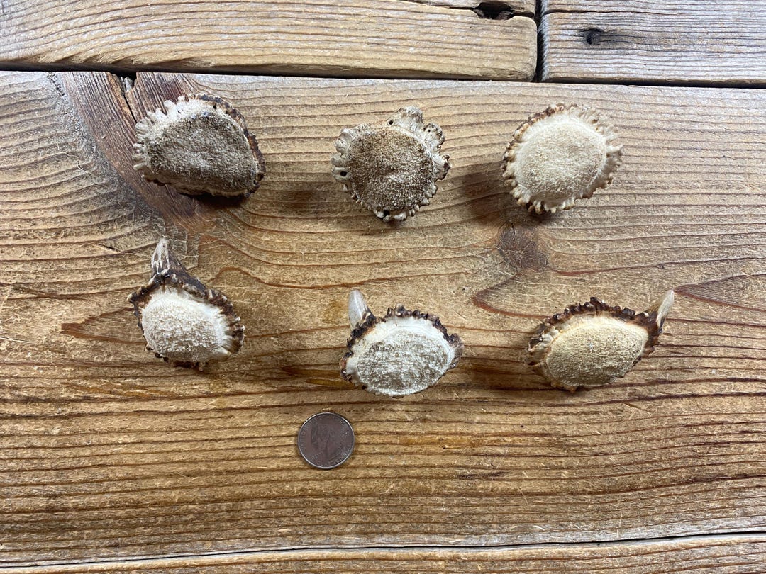 Deer Antler Burrs - Carvers Special - Jewelry Size - 6 Pieces - Lot No ...