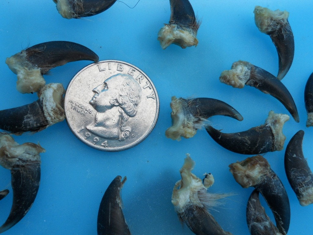 Real Coyote Claws Natural Finish Bag of 10 Pieces Stock - Etsy