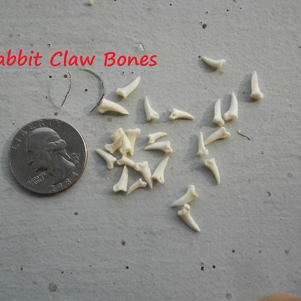 Animal Bones - Etsy