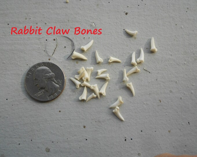 Small Rabbit Claw Bones - Real Bones - Undrilled - 40 Assorted Pieces ...