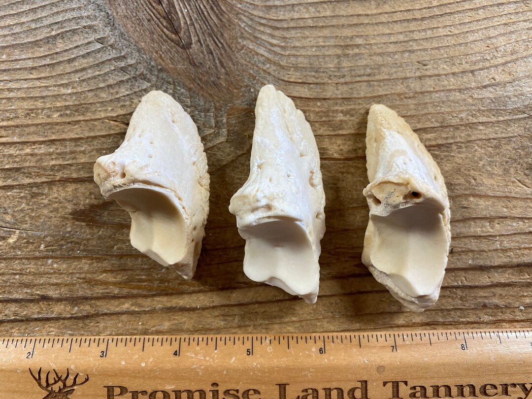 Cow Toe Bones - Real Bones - Lot No. 210703-N - Etsy Österreich