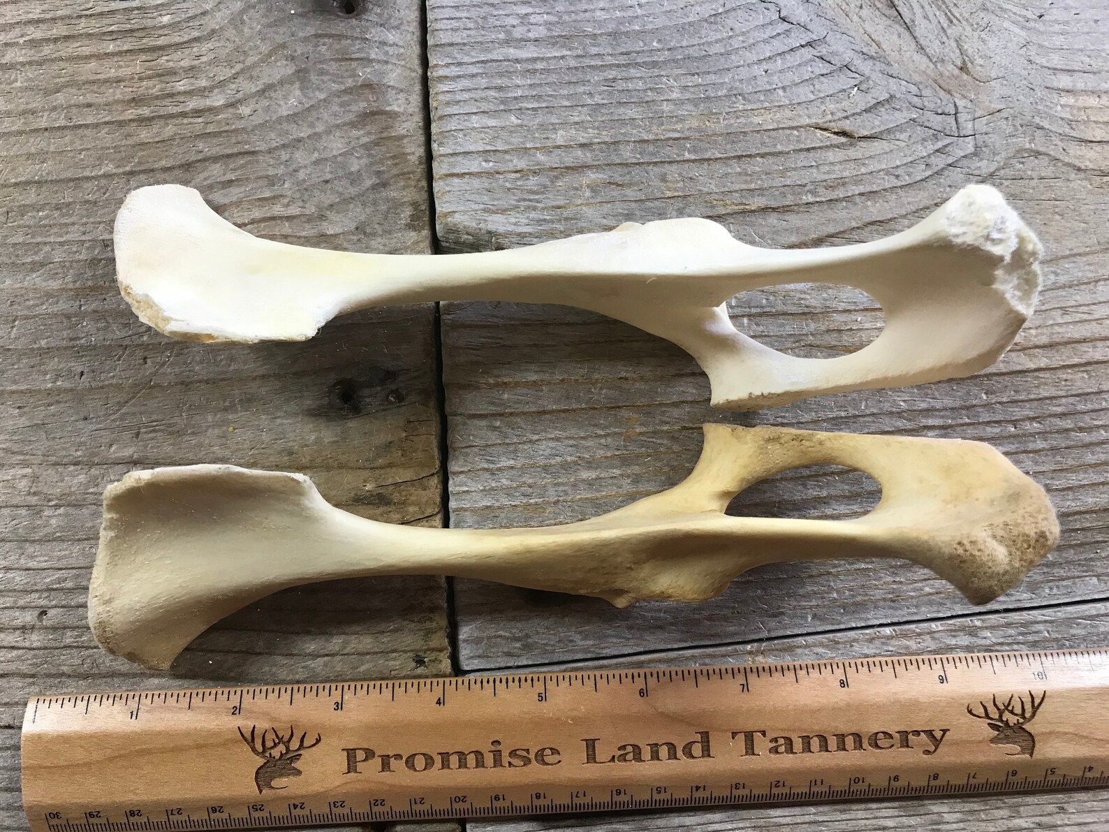 Jewelry Assortment of Pelvis Bones - Real Bones - Lot No. 190523-OOO - Etsy