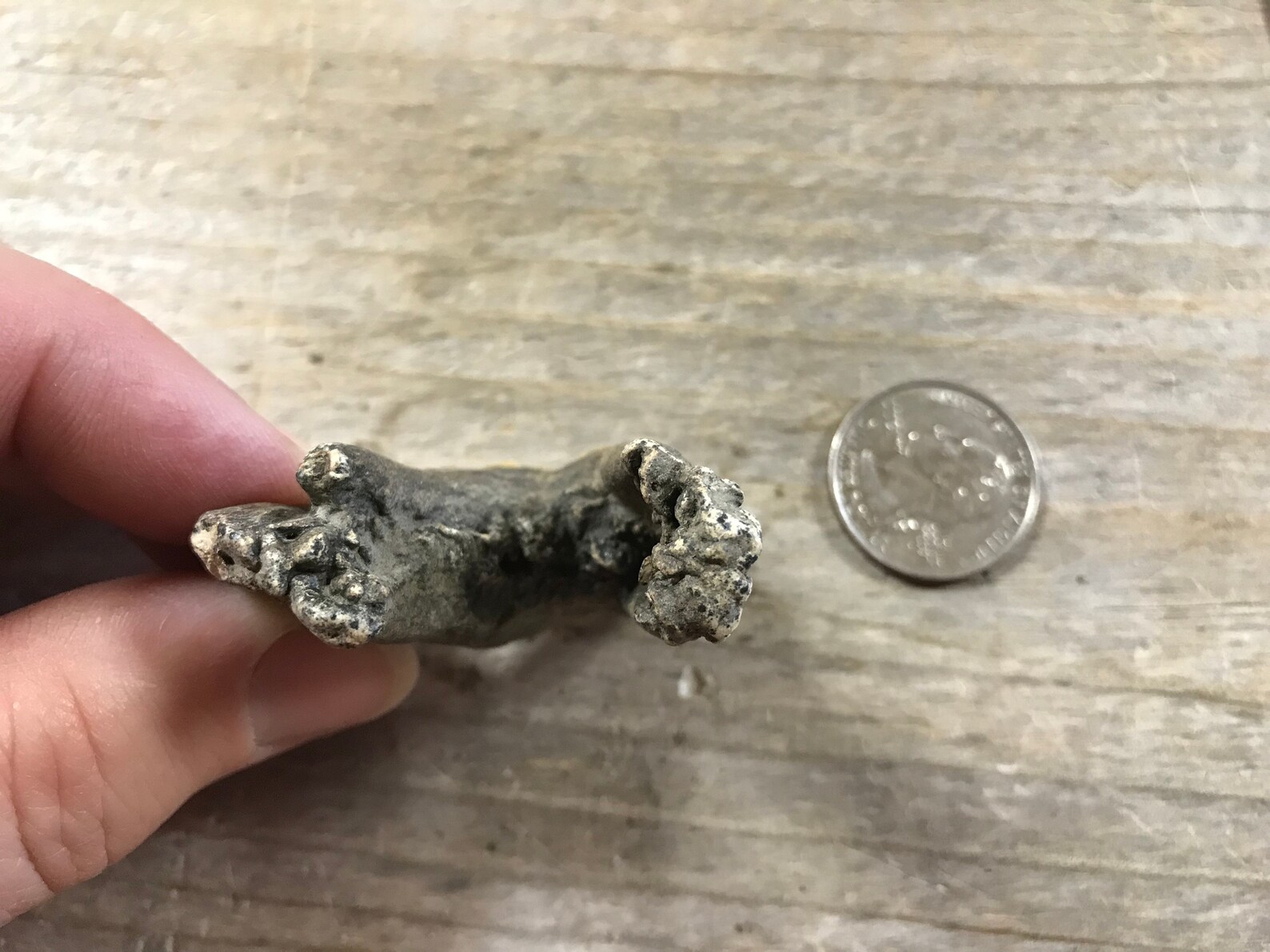 Fossil Bison Molar Tooth Nebraska Lot No. 13 - Etsy