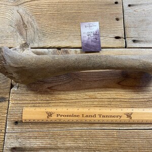 Fossil Bison Tibia Bone - Nebraska - Lot No. 221203-V - Etsy