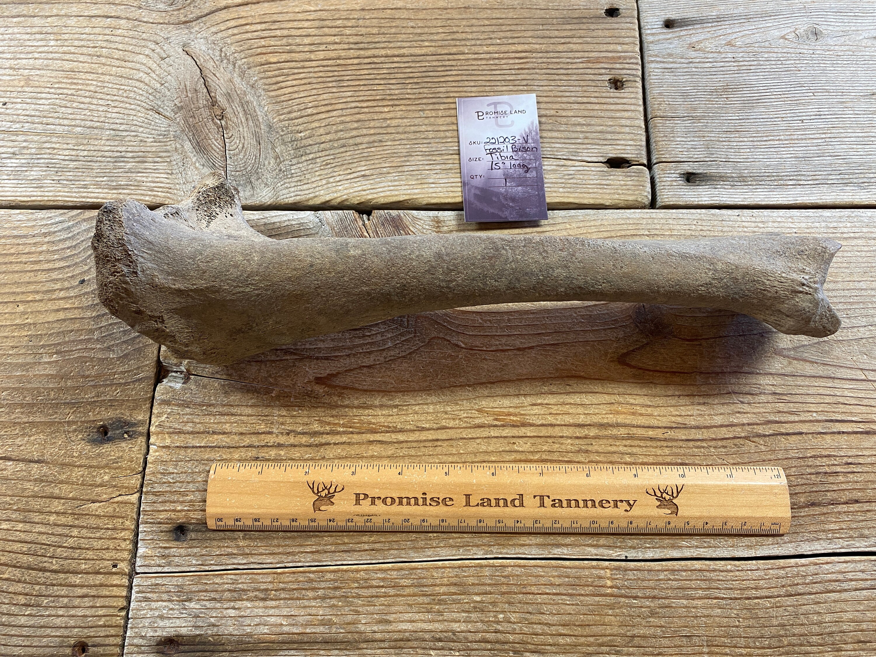 Fossil Bison Tibia Bone - Nebraska - Lot No. 221203-V - Etsy