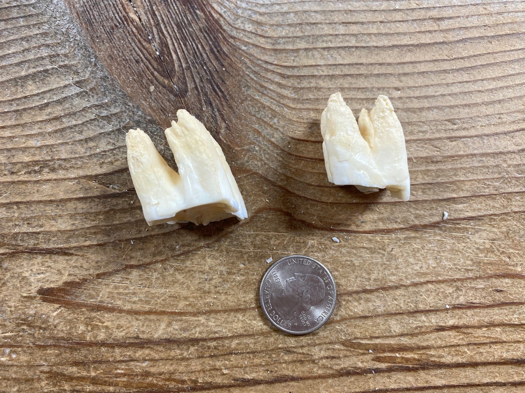 Large Mammal Molars - Real Animal Teeth - 1 Pair - Lot No. 220904-Z - Etsy