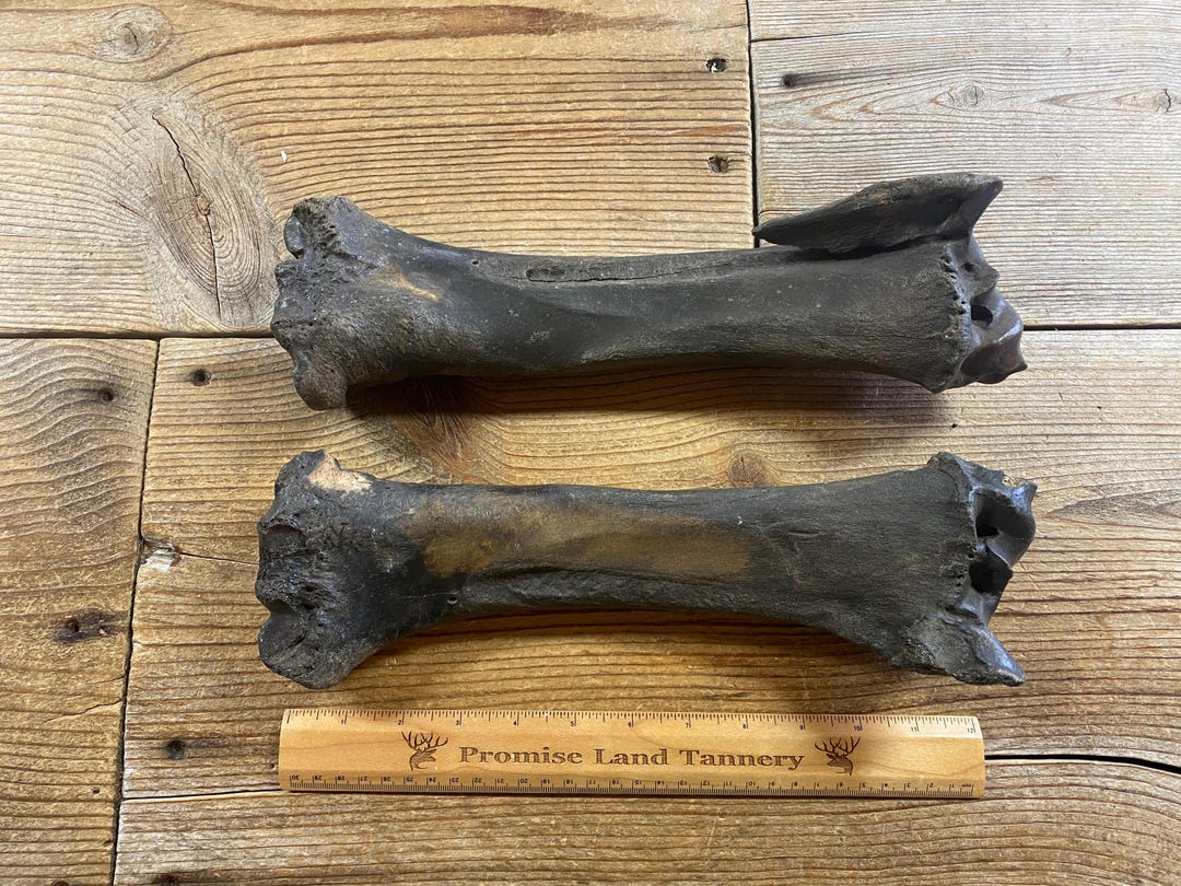Pair of Fossil Bison Radius Bones - Nebraska - Lot No. 240609-DD - Etsy