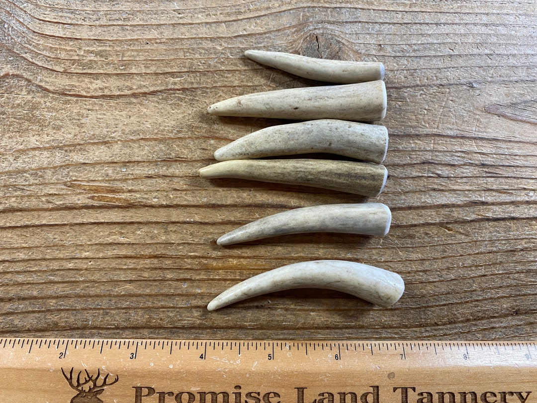 Deer Antler Points - Drilled Your Way - Lot No. 210902-UUU - Etsy