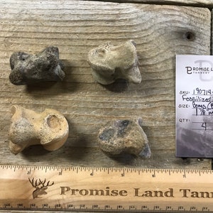 Lot of 4 Fossil Bison Toe Bones Nebraska Lot No. 190714-UU - Etsy