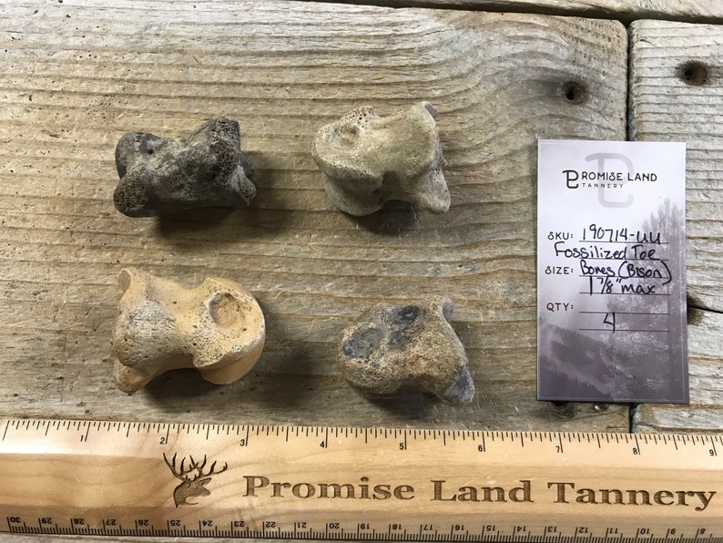 Lot of 4 Fossil Bison Toe Bones Nebraska Lot No. 190714-UU - Etsy