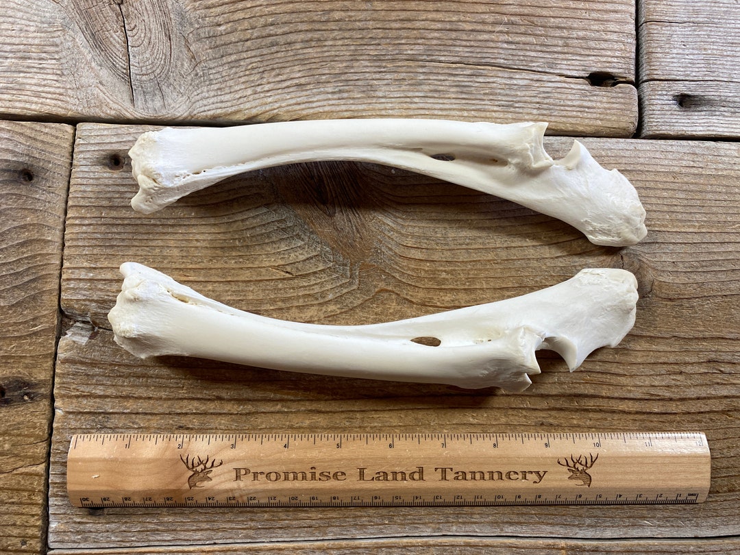 Goat Radius Ulna Bones - Real Bones - Lot No. 210610-LLL - Etsy