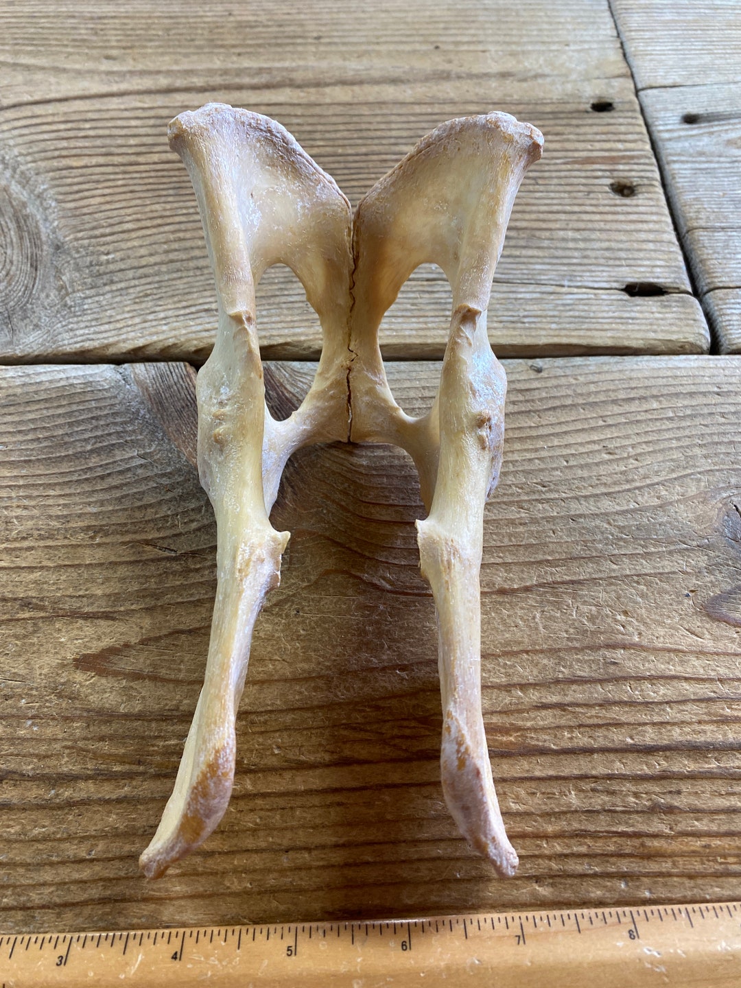 Medium Sized Mammal Pelvis - Real Bones- Lot No. 230525-OOO - Etsy