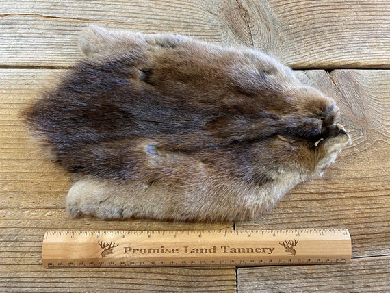 Muskrat pelt Home Décor Taxidermy & Curiosities Home & Living etna.com.pe