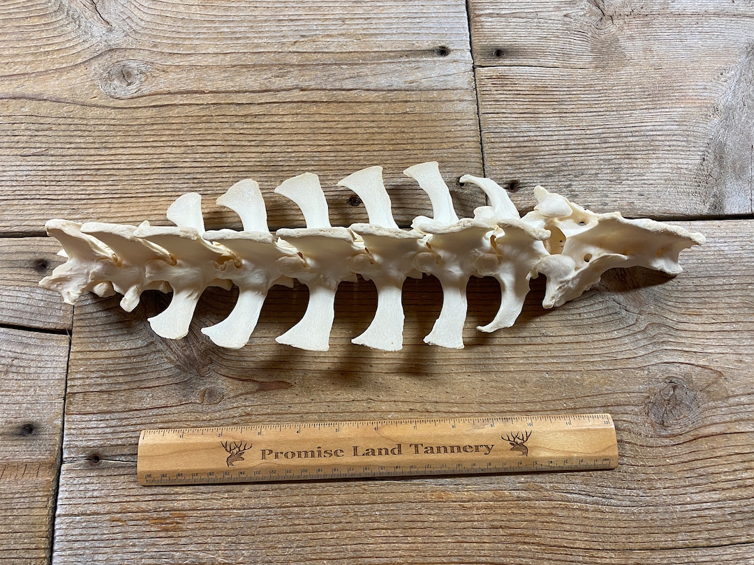 Jewelry Assortment of Goat Vertebrae Lumbar Spine Section - Etsy