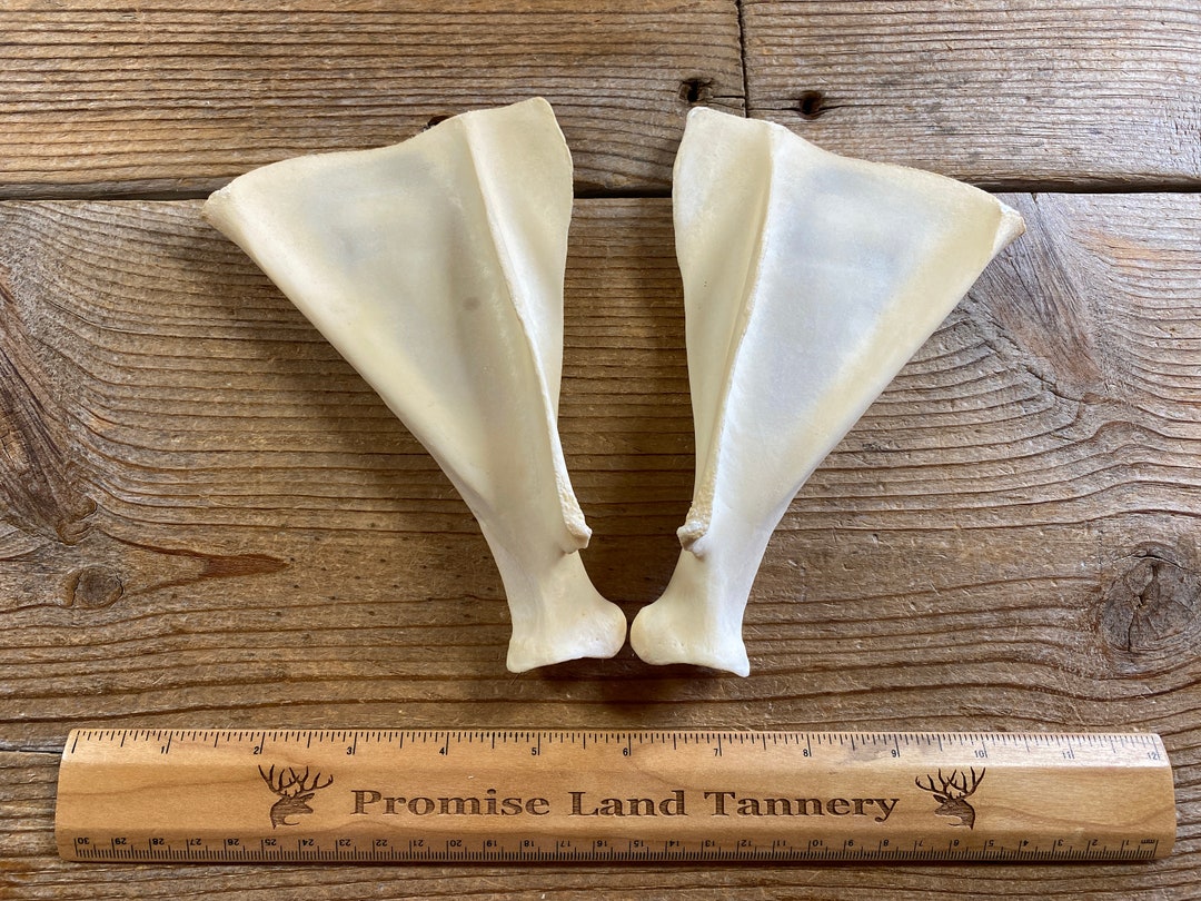 Goat Bones - Pair of Scapula Bones - Real Bones - Lot No. 231008-XX - Etsy