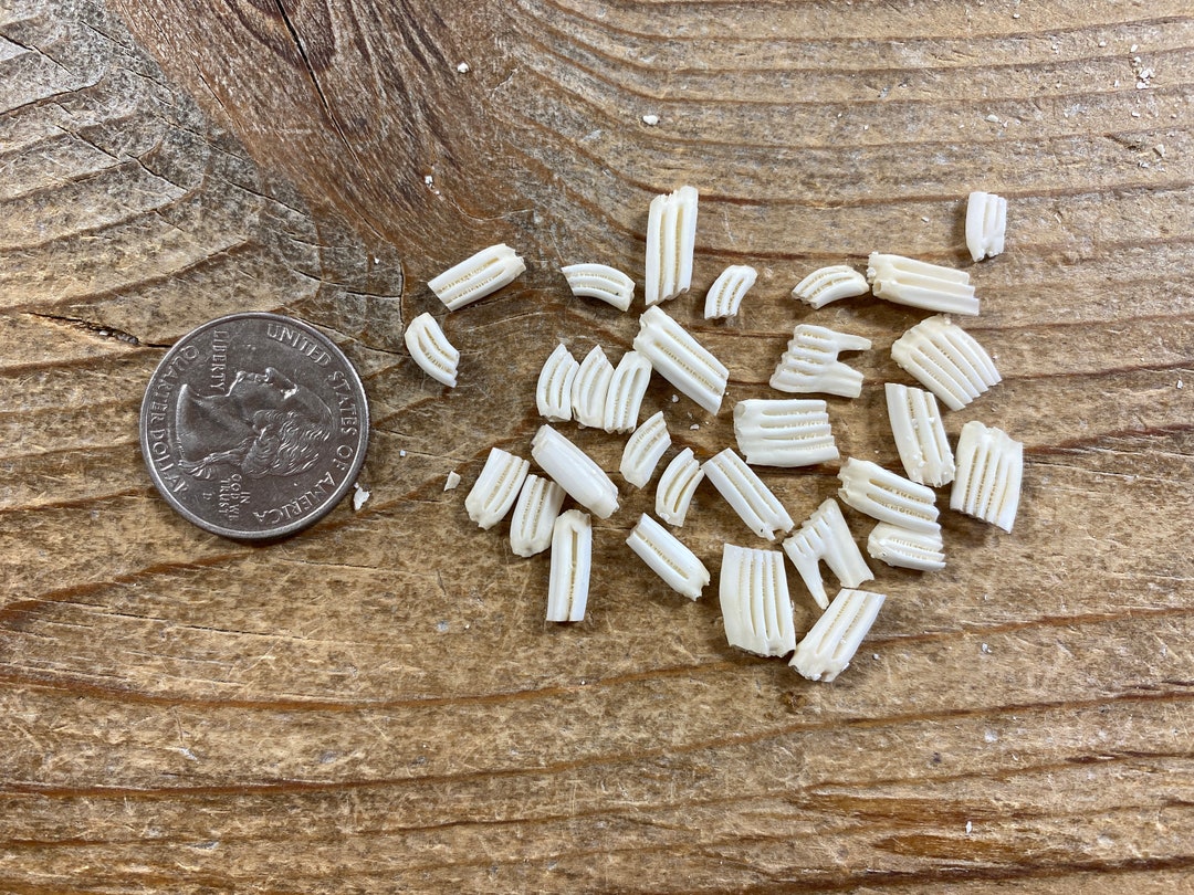 Muskrat Teeth Real Animal Teeth 30 Pieces Lot No. 210715-MMM - Etsy