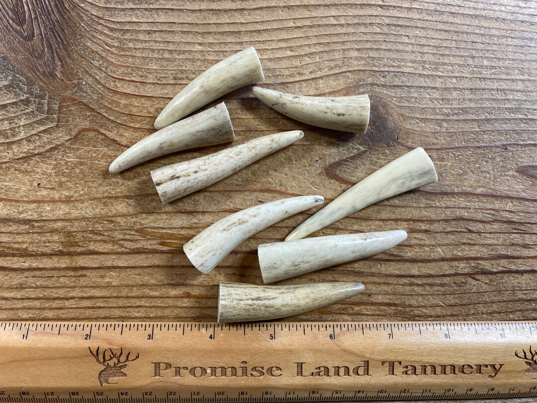 Deer Antler Points Tips - 2-2 3/4 Inches - 8 Pieces - Lot No. 240314-UU ...