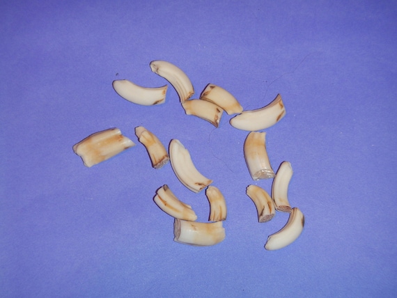 Beaver Molar Teeth Real Animal Teeth 5 Pieces Stock No. | Etsy