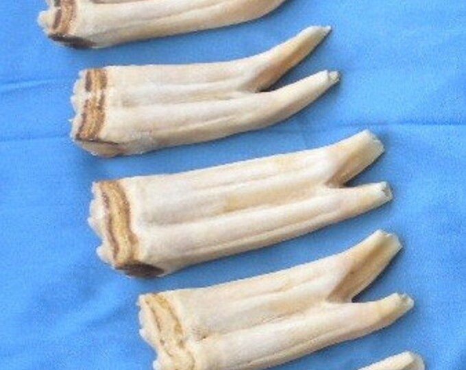 GIANT Horse Molar Tooth- Real Teeth - Etsy