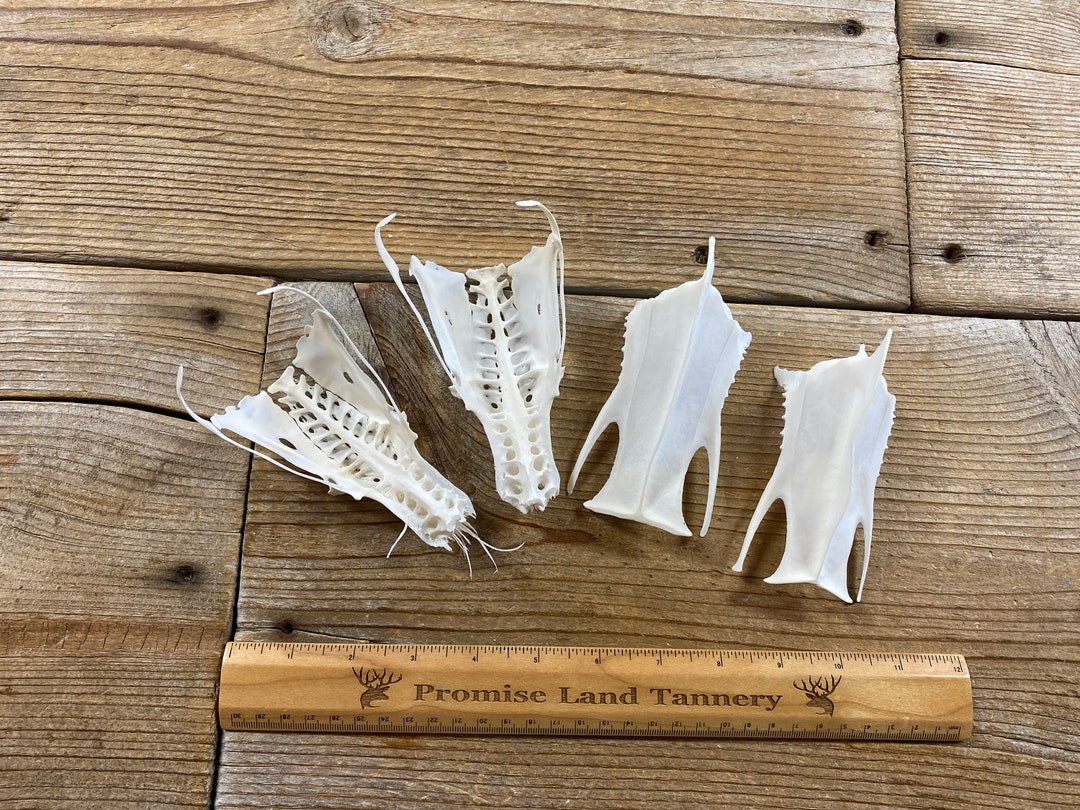 Jewelry Assortment of Domestic Duck Bones - Real Bones - Lot No. 230907 ...