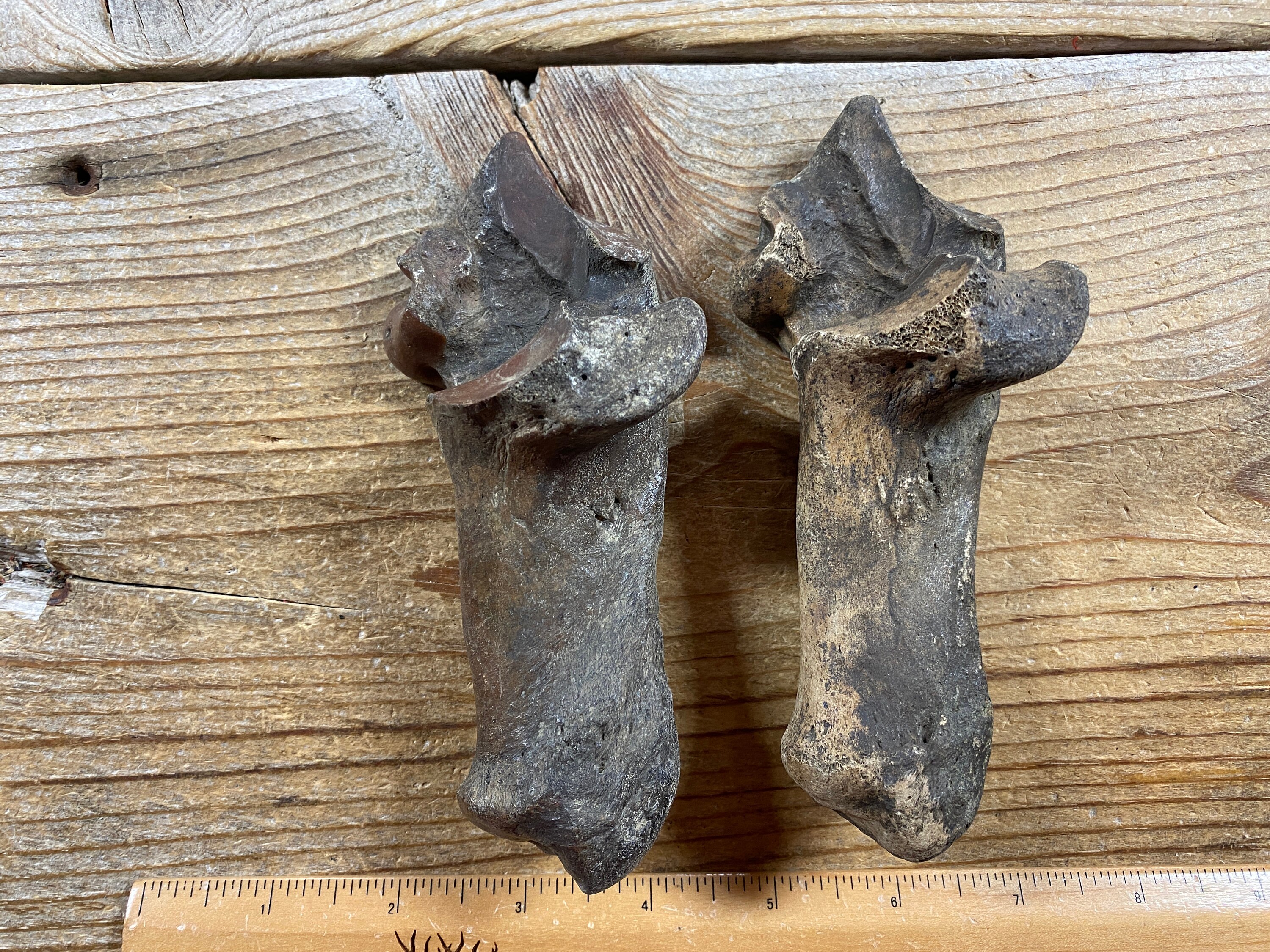 Lot of 2 Fossil Bison Calcaneus Bones Nebraska Lot No. - Etsy