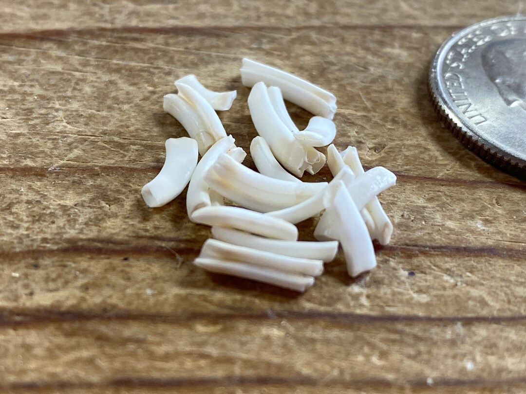 Bag of 15 Gopher Molars - Real Teeth - Stock No. 1-38 - Etsy