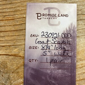 Goat Bones Pair of Scapula Bones Real Bones Lot No. - Etsy