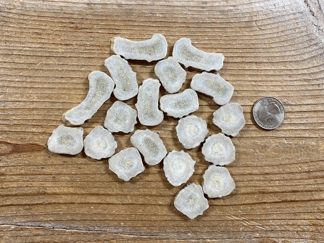 Lot of Deer Antler Slices - 19 Matching Thin Cut Pieces - Large-extra ...