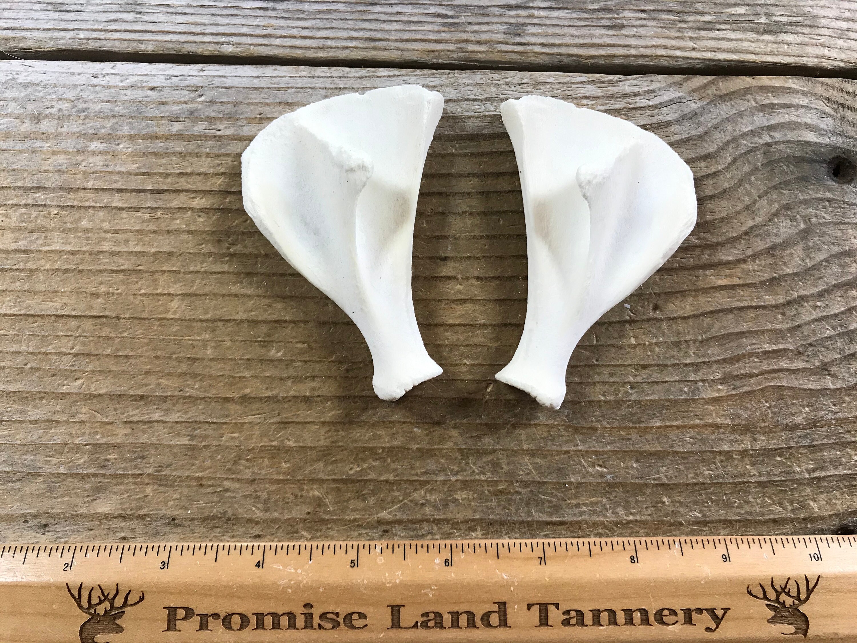 One Pair Real Bones Lot No Mini Pig Scapula Bone 200802-ZZZ Home ...