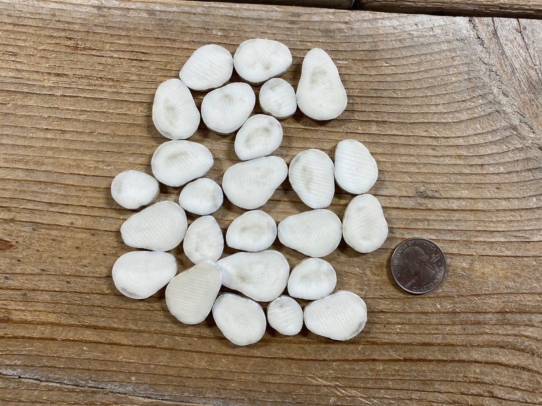 Deer Antler Slices - 25 Matching Thin Cut Pieces - Small-large - Lot No ...
