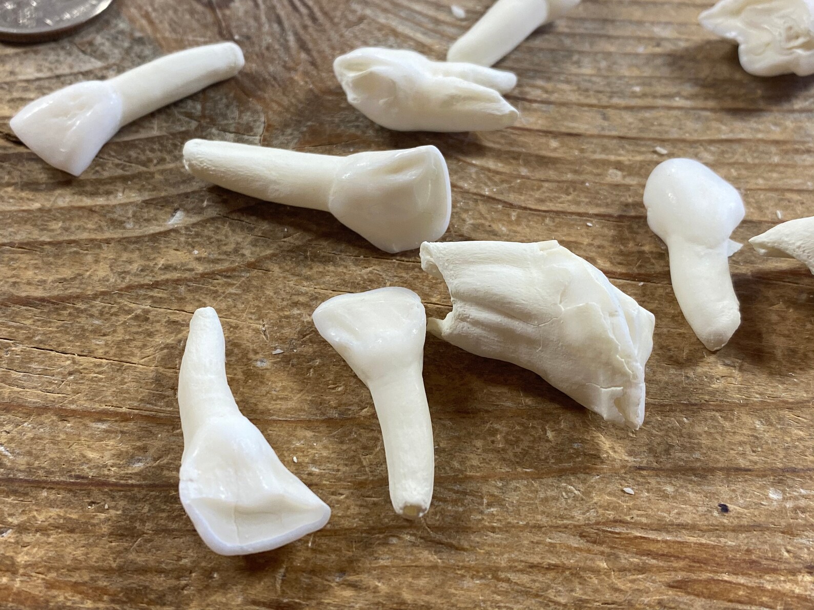 Large Animal Teeth Real Animal Teeth 10 Pieces Lot No. - Etsy