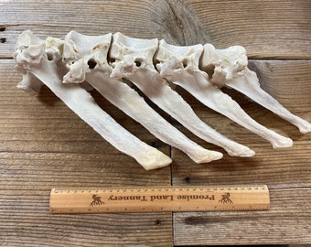 Cow Thoracic Vertebrae