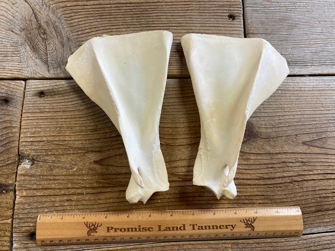 Pair of Llama Bones Scapula Real Bone Lot No. 220901-MMM - Etsy UK