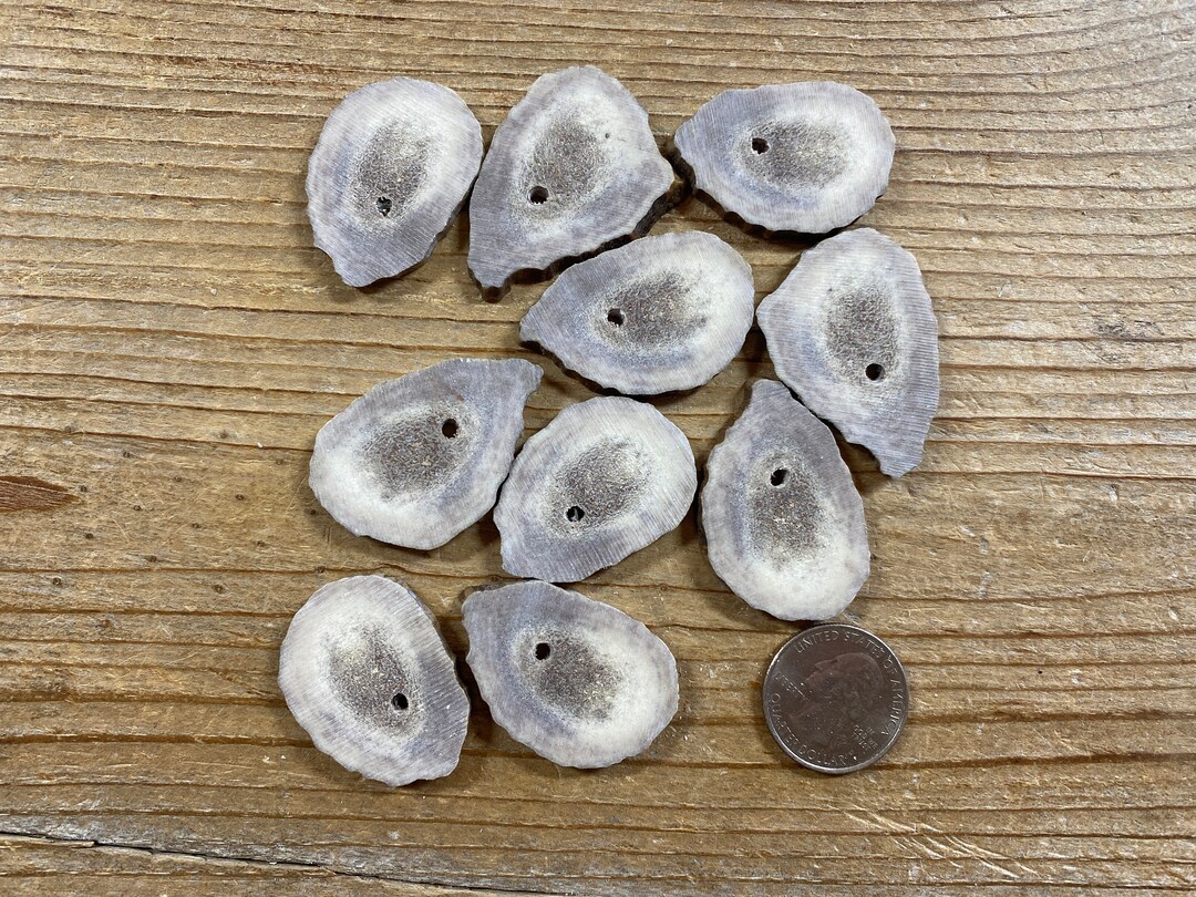 Deer Antler Slices - 10 Matching Thin Cut Pieces - Extra Large - Lot No ...
