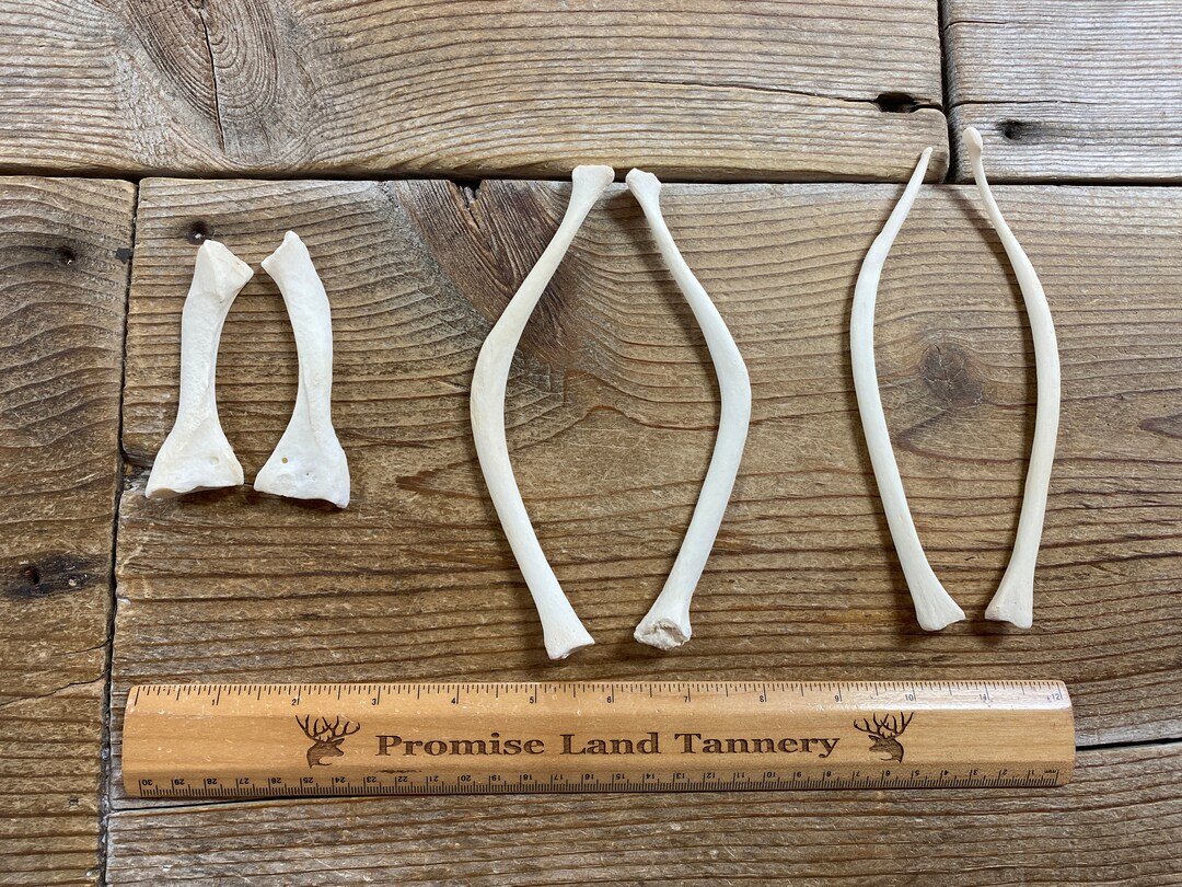 Jewelry Assortment of Emu Rib Bones - 3 Pairs of Bones - Lot No. 221117 ...