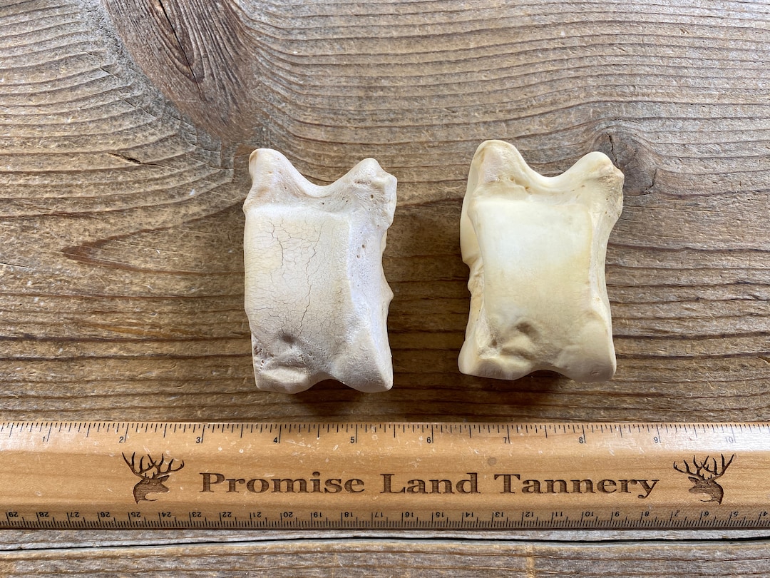 Primitive Weathered Large Mammal Bone Dice - Real Astragalus - Tali ...