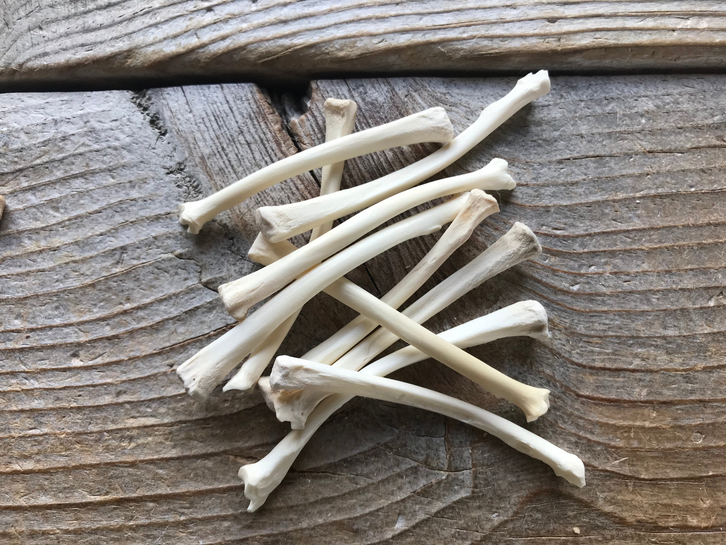 Bag of 10 Domestic Rabbit Radius Bones - Real Bones - Stock No. 1-13 - Etsy