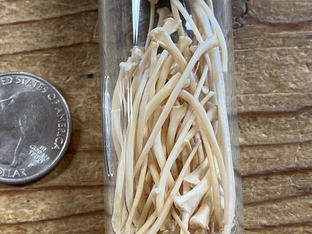 Vial Filled With Assorted Snake Rib Bones - Lot No. 230511-HH - Etsy