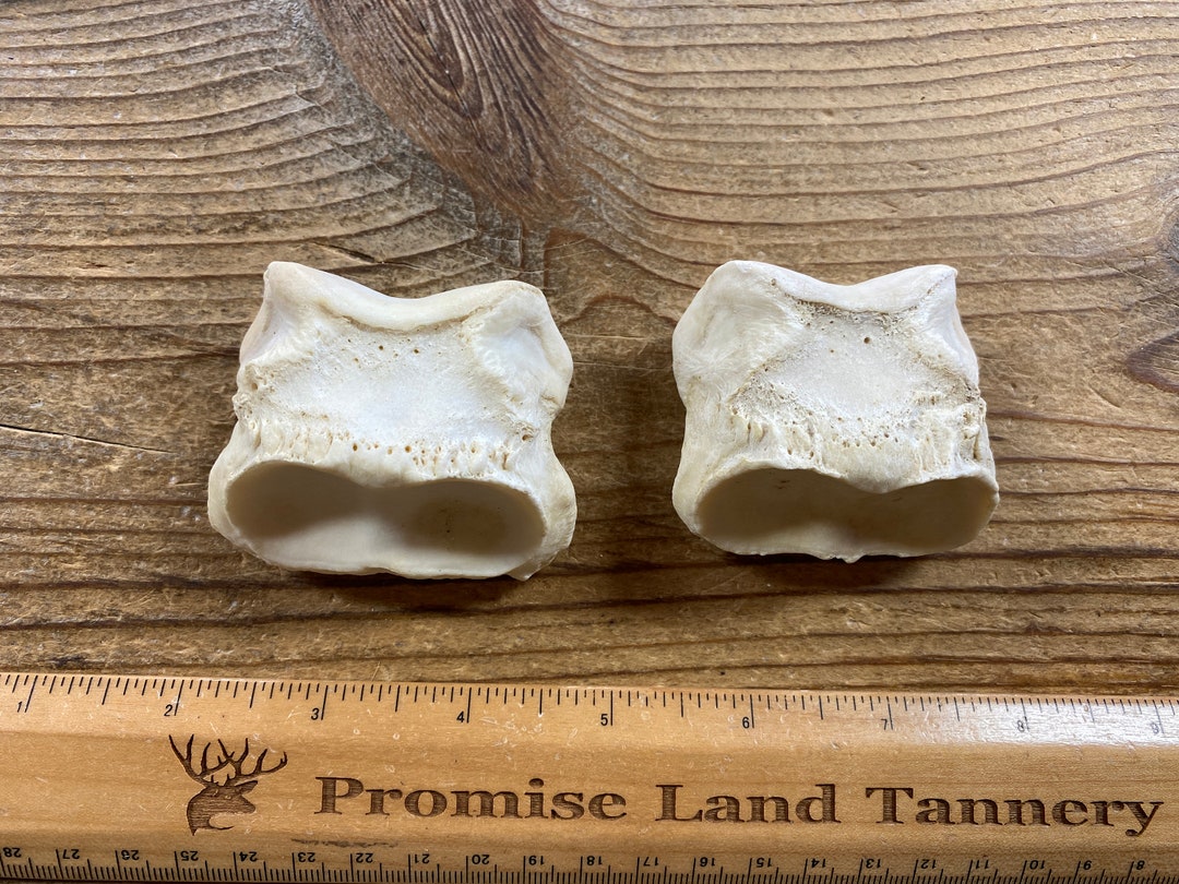 Horse Short Pastern Bones - Real Bone - Lot No. 220921-Y - Etsy
