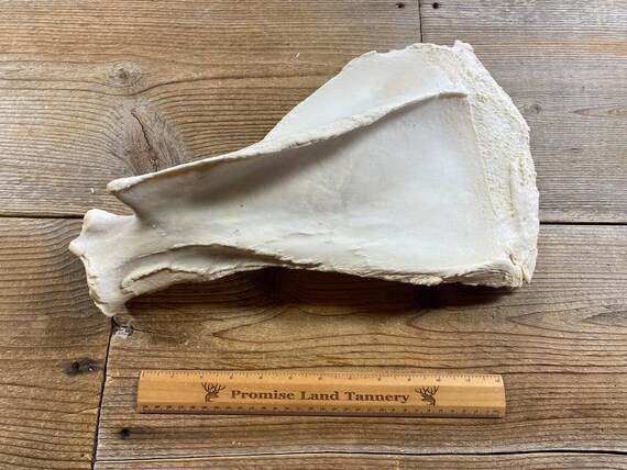 No Scapula