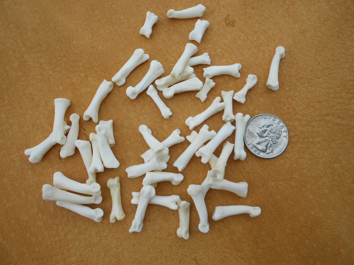 Small Coyote Toe Bones - Real Bones - Undrilled - 20 Assorted Pieces ...