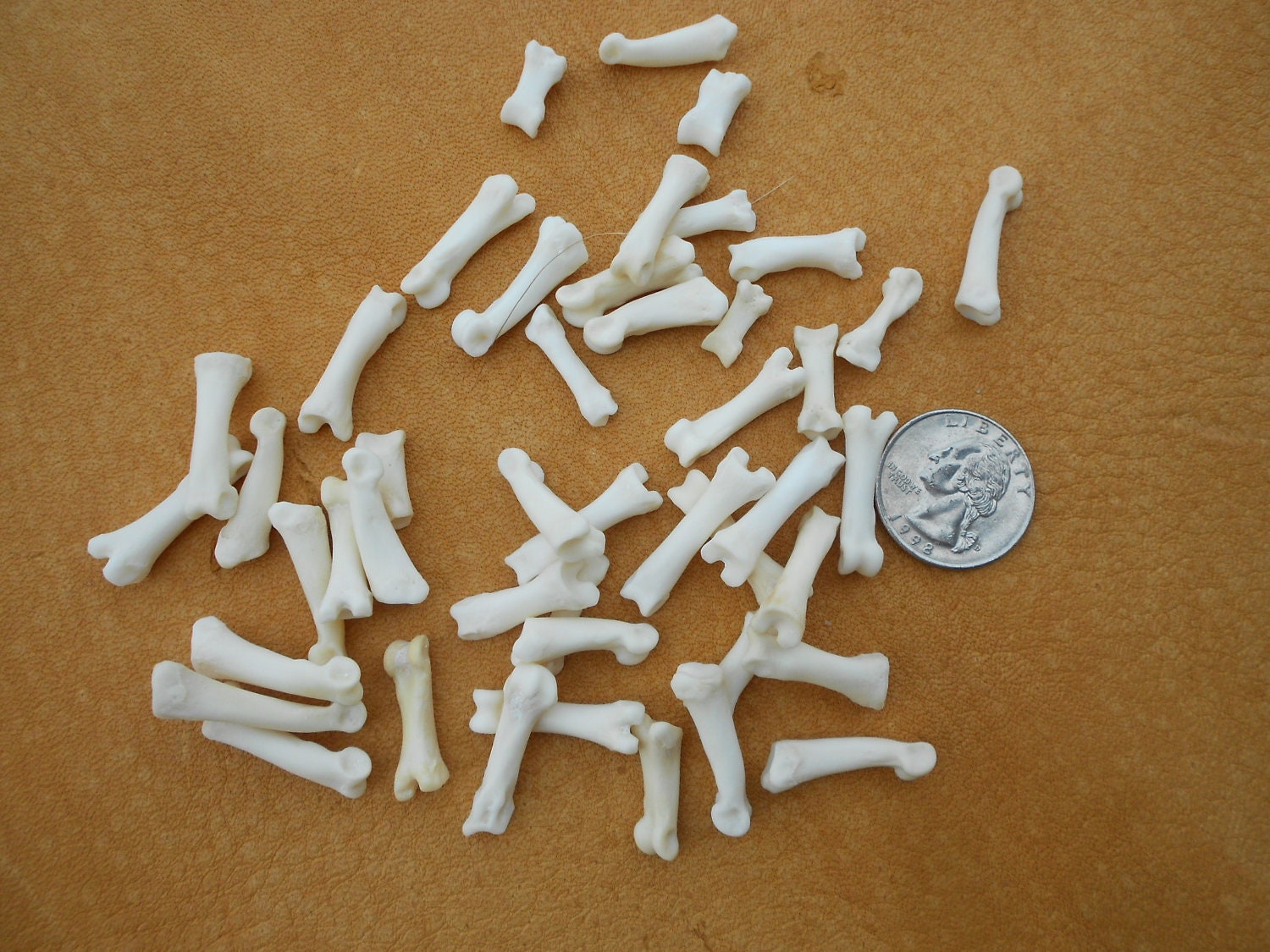 Small Coyote Toe Bones - Real Bones - Undrilled - 20 Assorted Pieces ...