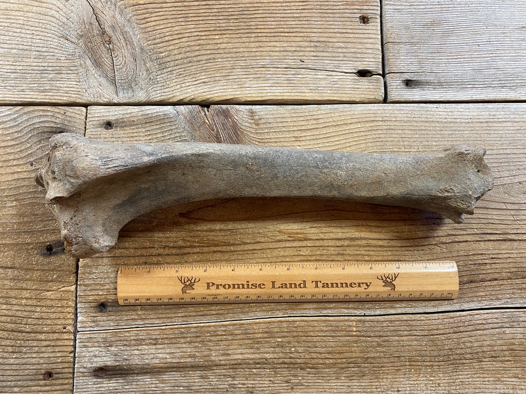 Fossil Bison Tibia Bone - Nebraska - Lot No. 221203-V - Etsy