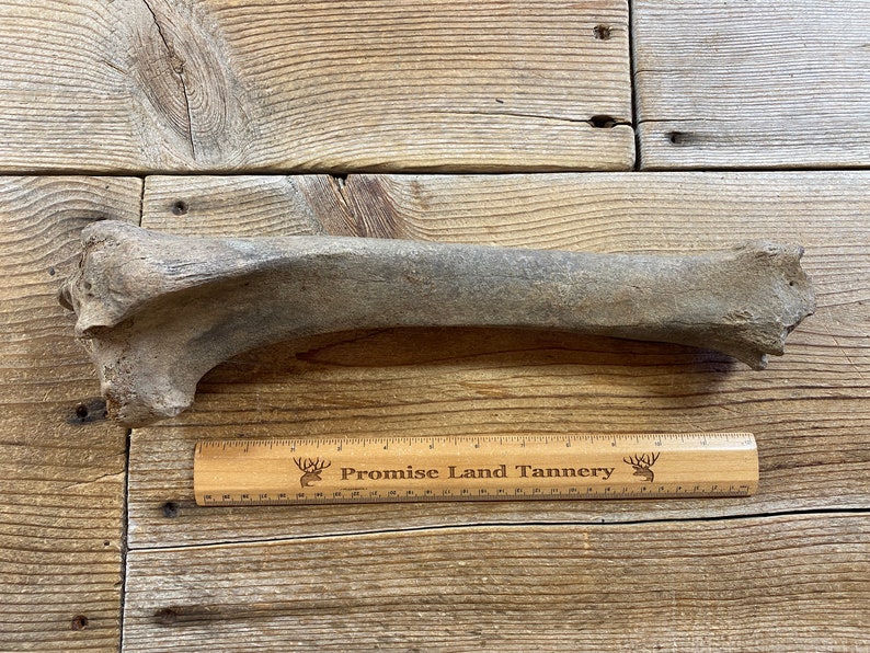 Fossil Bison Tibia Bone - Nebraska - Lot No. 221203-V - Etsy