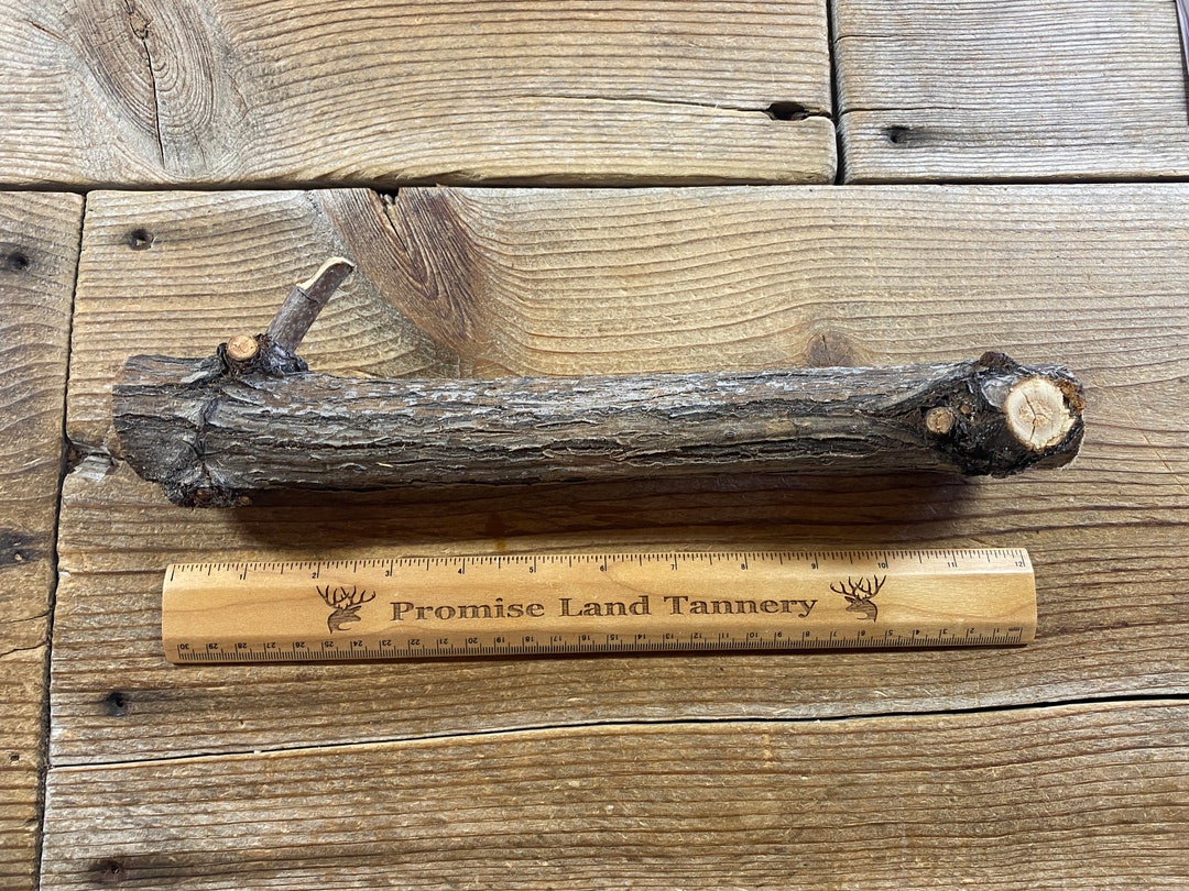 Elderberry Limb Wood Large Diameter Stick Lot No. 230628-HH - Etsy